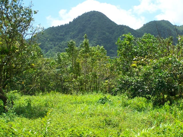23 Acres of Pristine Land for Sale, Central Dominica - 7th Heaven ...