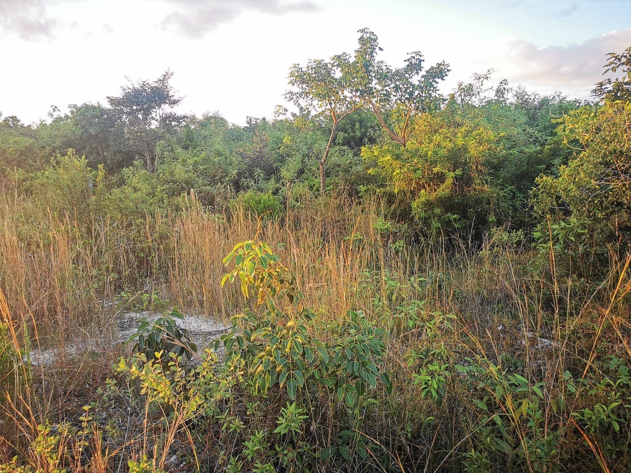 9 Acres of Commercial Land for Sale, Carmichael Road, New Providence ...